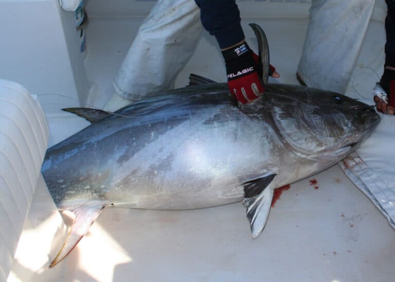Winter Rush: Bluefin on the Mid-Atlantic Coast
