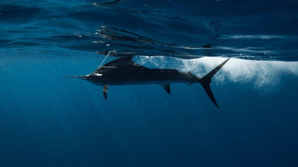 Species Profile – Atlantic Sailfish
